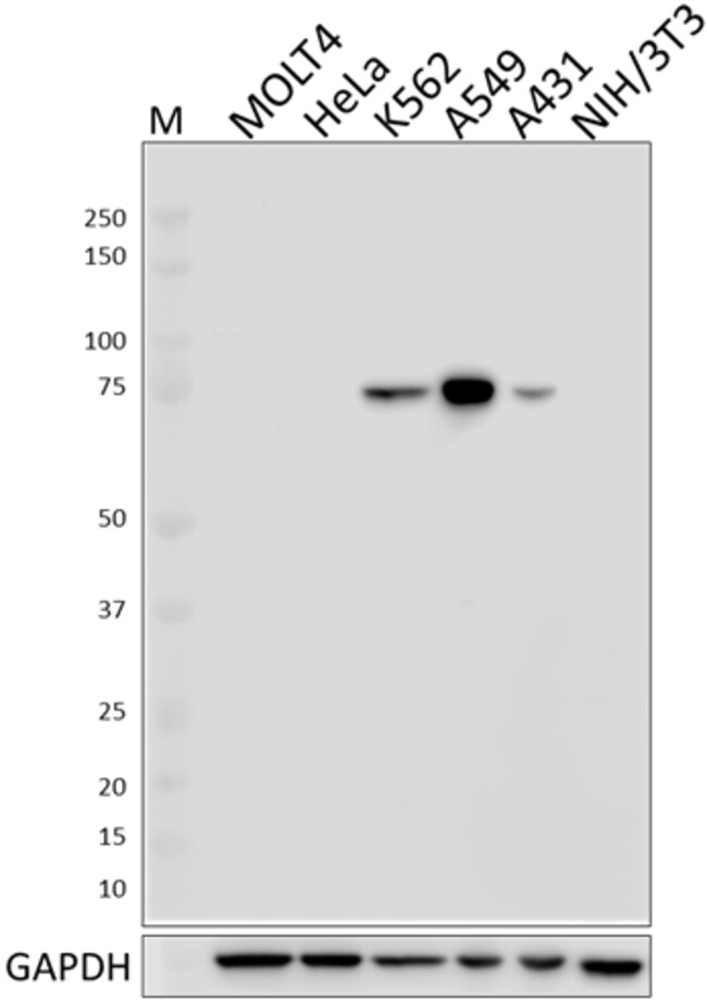 Biolegend Purified anti-TGM2, Quantity: Each of 1 | Fisher Scientific