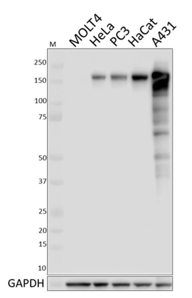 Biolegend Purified anti-EGFR, Quantity: Each of 1 | Fisher Scientific