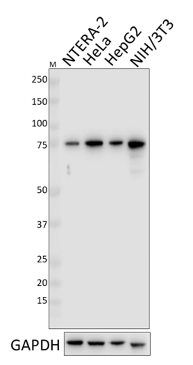 Biolegend Purified anti-eIF4B, Quantity: Each of 1 | Fisher Scientific