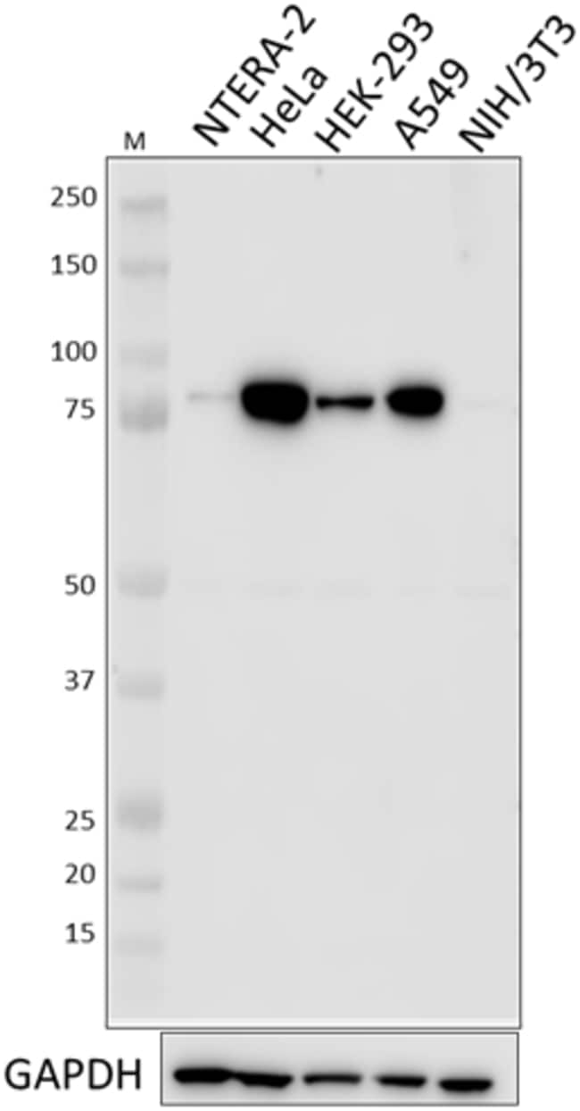 Biolegend Purified anti-STIM1, Quantity: Each of 1 | Fisher Scientific
