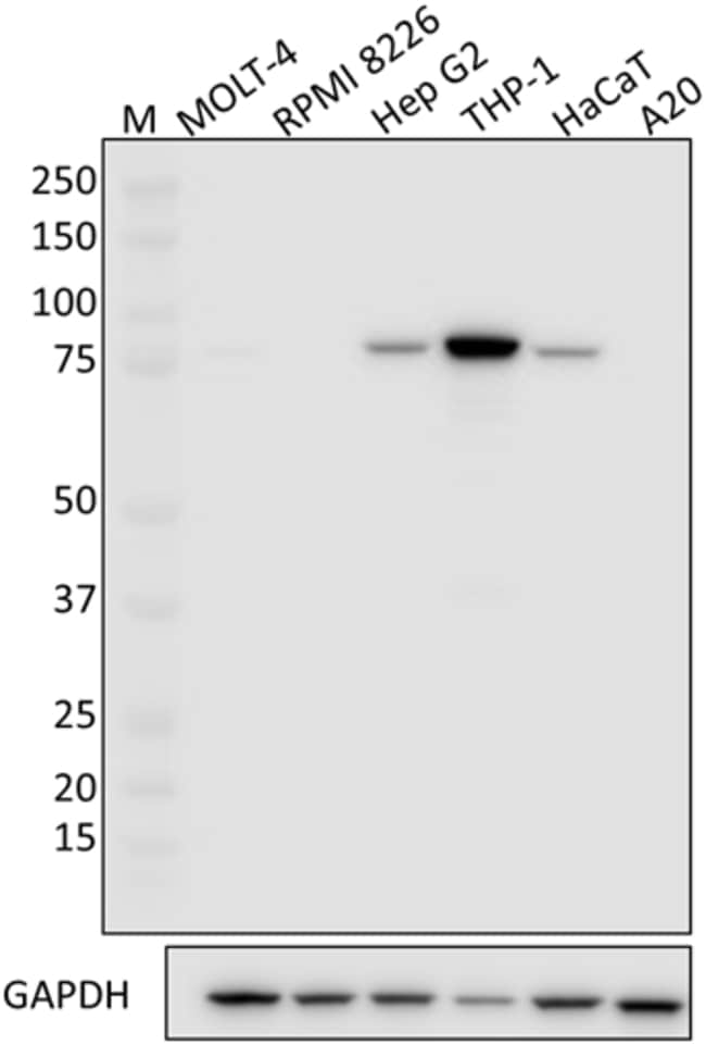 Biolegend Purified anti-Gelsolin, Quantity: Each of 1 | Fisher Scientific