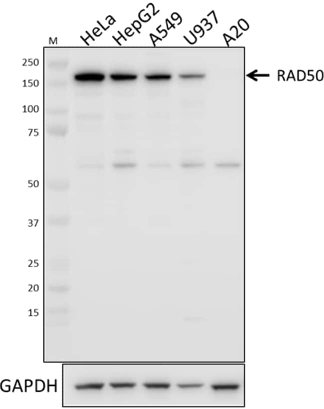 Biolegend Purified anti-Rad50, Quantity: Each of 1 | Fisher Scientific