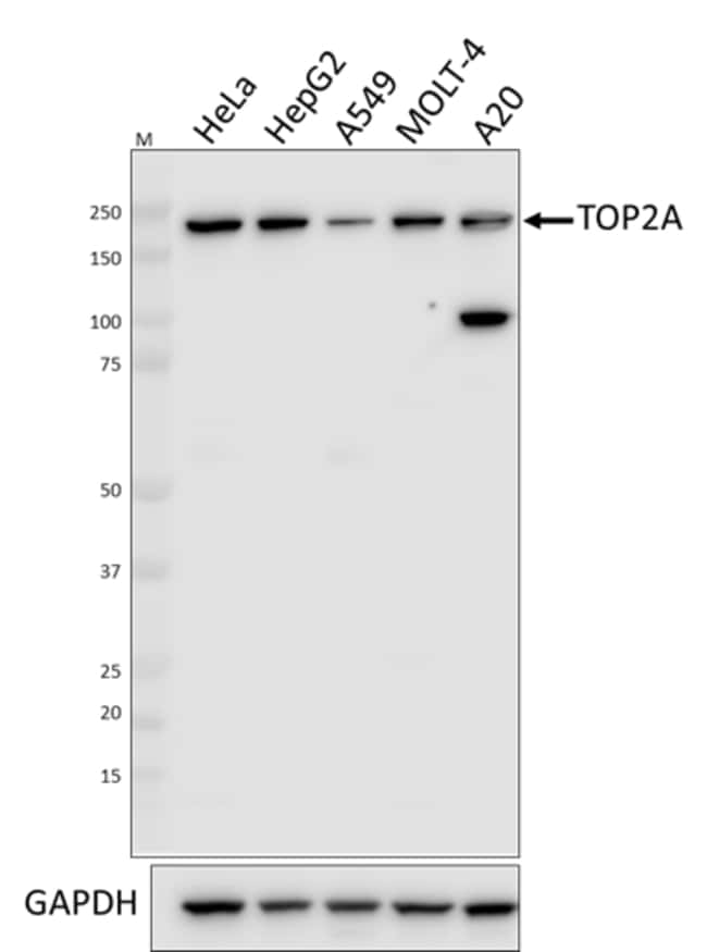 Biolegend Purified anti-TOP2A, Quantity: Each of 1 | Fisher Scientific