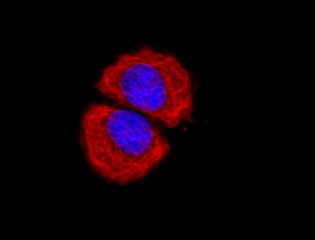 Biolegend Alexa Fluor 594 anti-Cytokeratin (pan reactive), Quantity ...