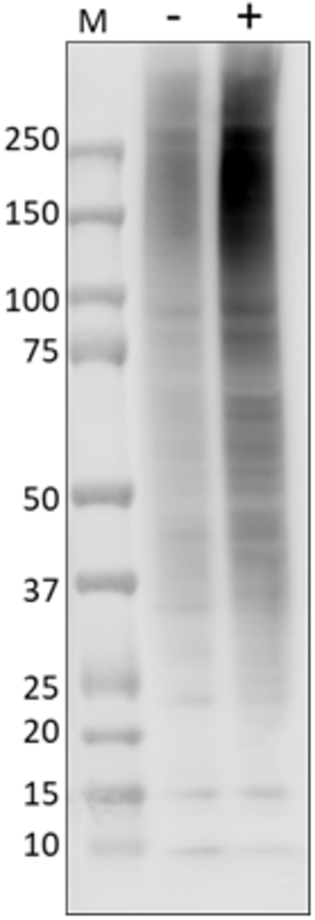 Biolegend Biotin anti-Ubiquitin, Quantity: Each of 1 | Fisher Scientific