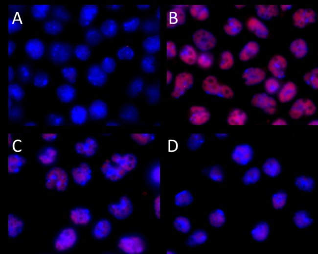 Biolegend Alexa Fluor 594 anti-IRF4, Quantity: Each of 1 | Fisher ...