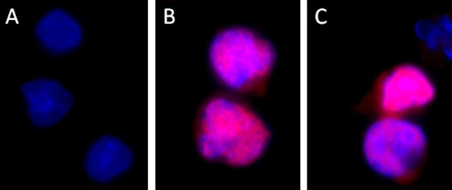 Biolegend Alexa Fluor 594 anti-Pax-5, Quantity: Each of 1 | Fisher ...