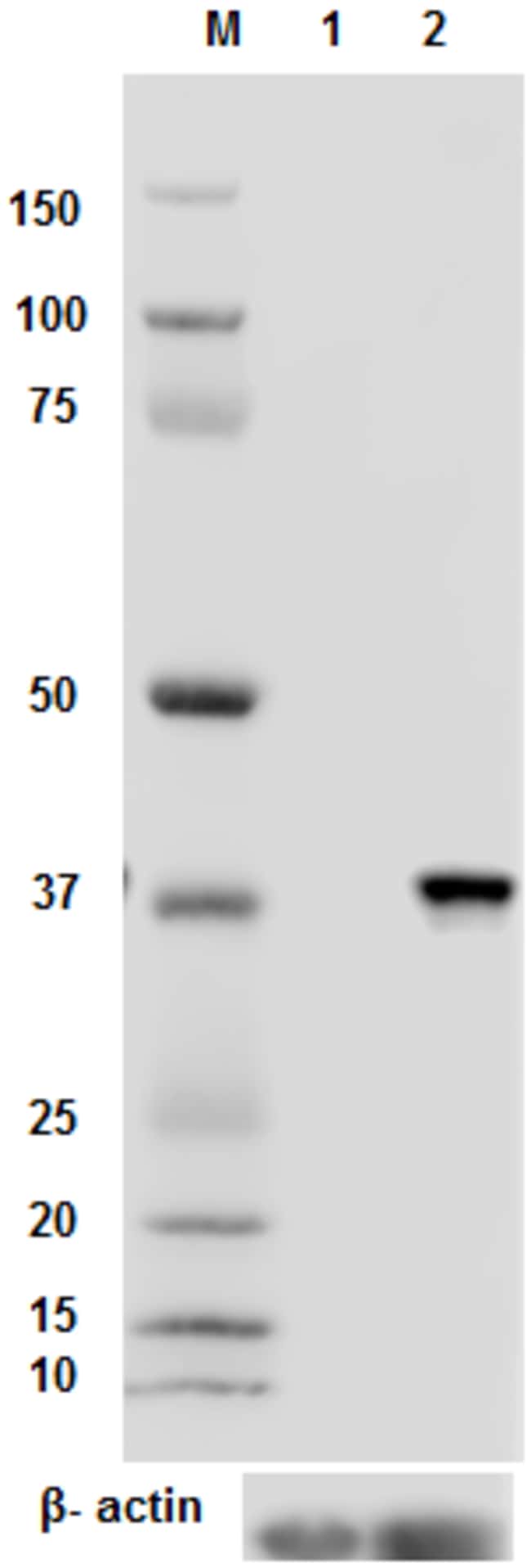 Biolegend Purified anti-AIM2, Quantity: Each of 1 | Fisher Scientific
