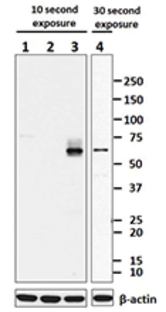 Biolegend Purified anti-mouse Ikaros, Quantity: Each of 1 | Fisher ...