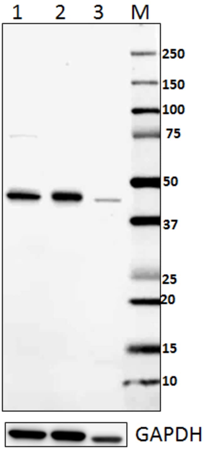 Biolegend Purified anti-IRF1, Quantity: Each of 1 | Fisher Scientific