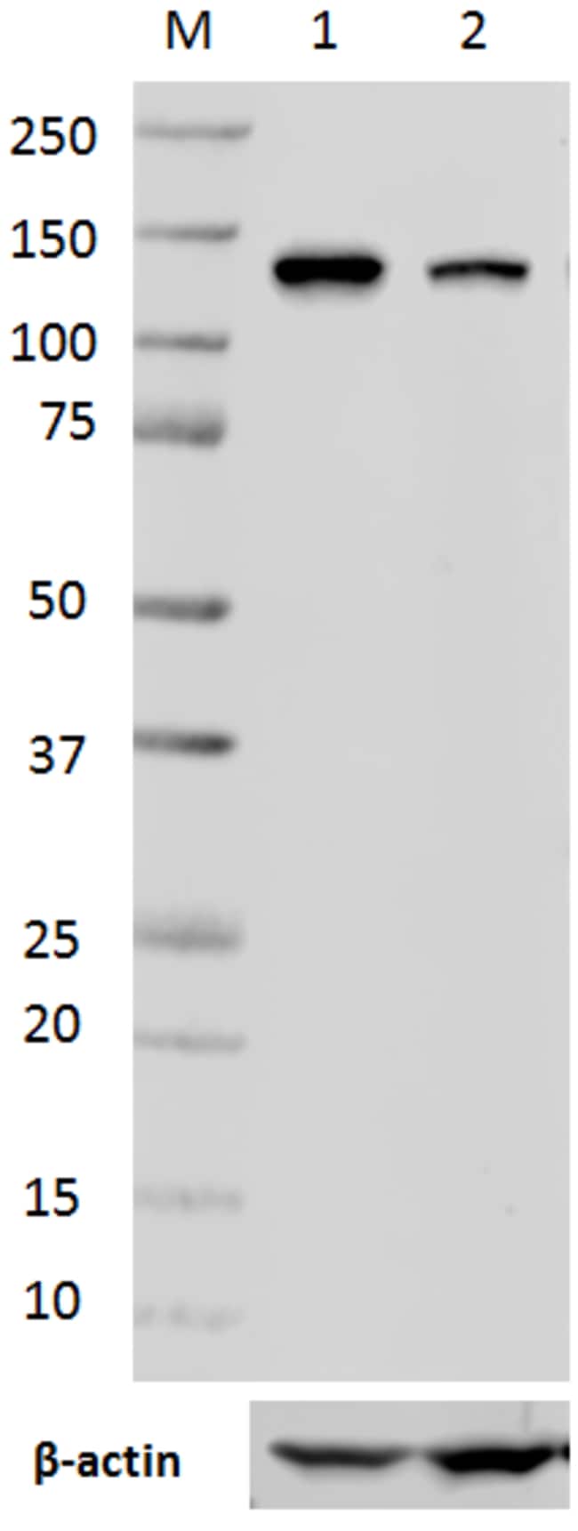 Biolegend Purified anti-NFATc2, Quantity: Each of 1 | Fisher Scientific