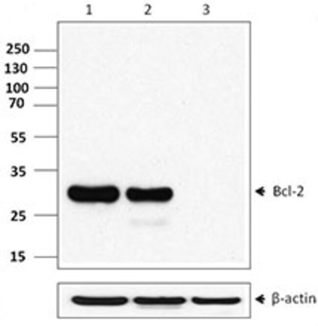 Biolegend Purified anti-Bcl-2, Quantity: Each of 1 | Fisher Scientific