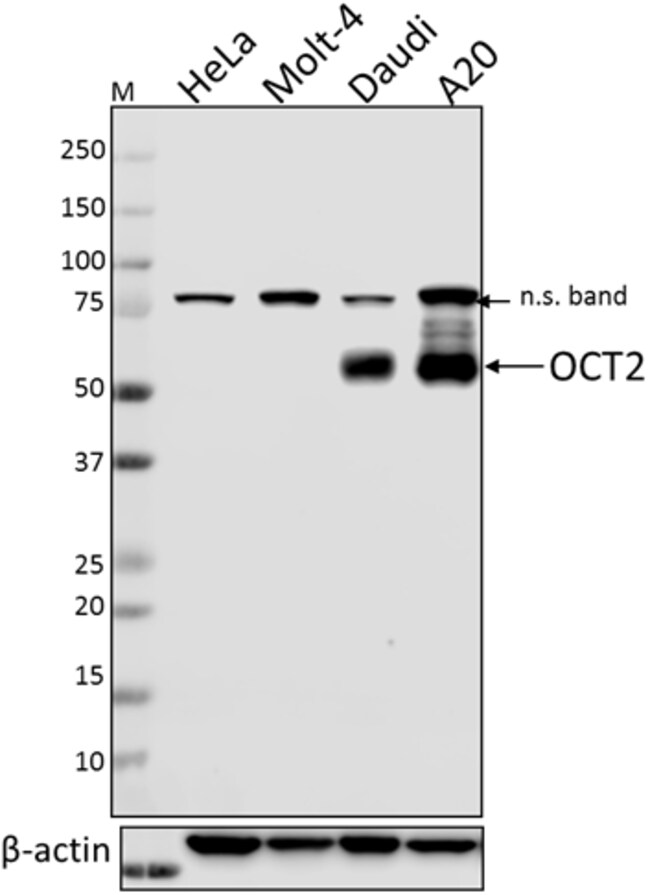 Biolegend Purified anti-OCT2, Quantity: Each of 1 | Fisher Scientific