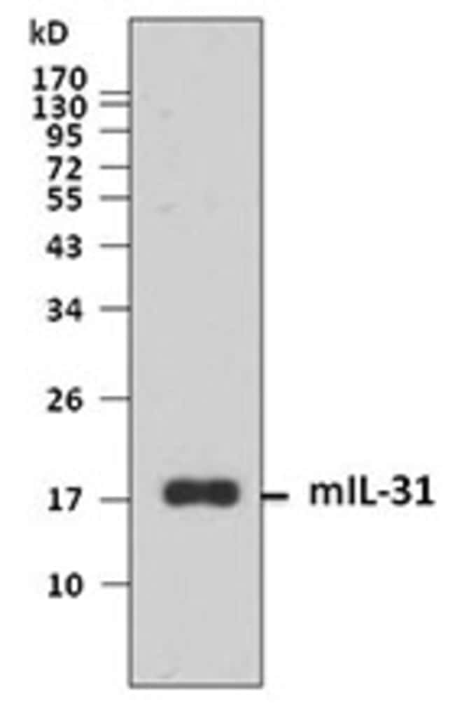 Biolegend Purified anti-mouse IL-31, Quantity: Each of 1 | Fisher ...