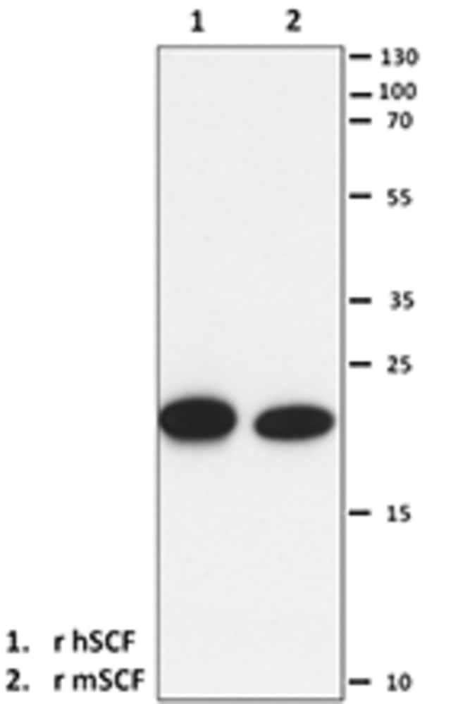 Biolegend Purified anti-SCF, Quantity: Each of 1 | Fisher Scientific