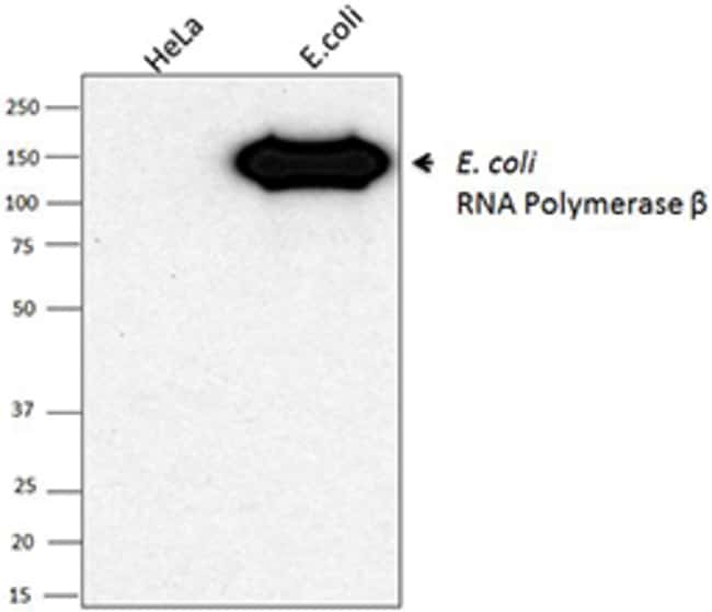 Biolegend Direct-Blot HRP anti-E. coli RNA Polymerase β, Quantity: Each ...