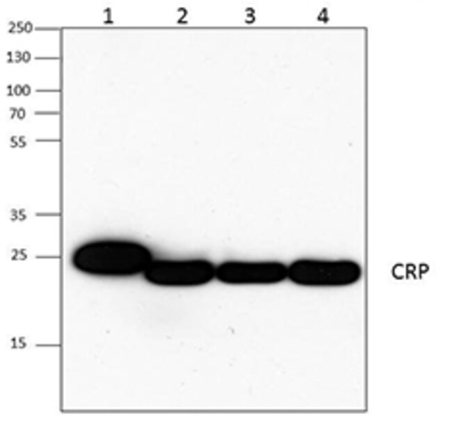Biolegend Purified (azide-free) anti-E. coli CRP, Quantity: Each of 1 ...