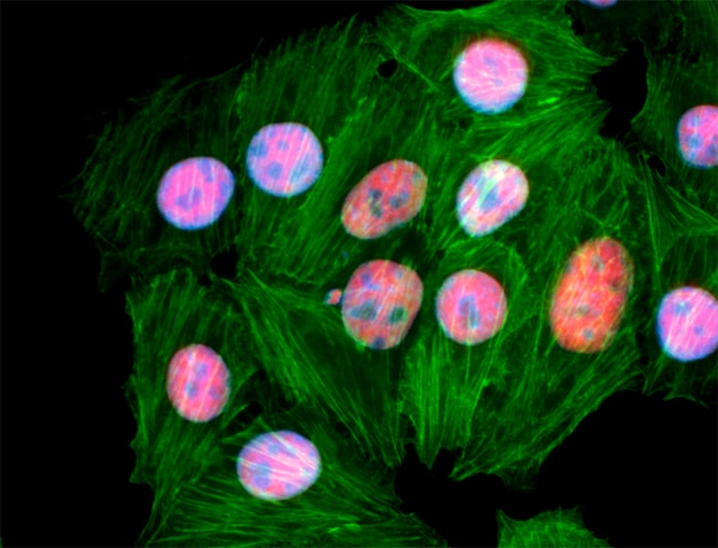 Biolegend Alexa Fluor 594 anti-RNA Polymerase II RPB1, Quantity: Each ...