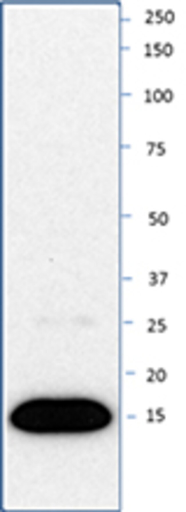 Biolegend Purified anti-Cystatin C, Quantity: Each of 1 | Fisher Scientific