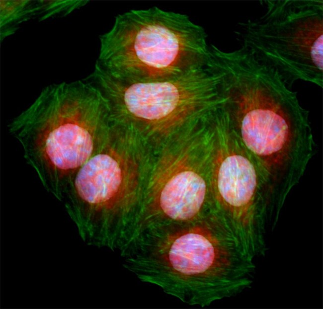 Biolegend Alexa Fluor 594 anti-TFIIB, Quantity: Each of 1 | Fisher ...