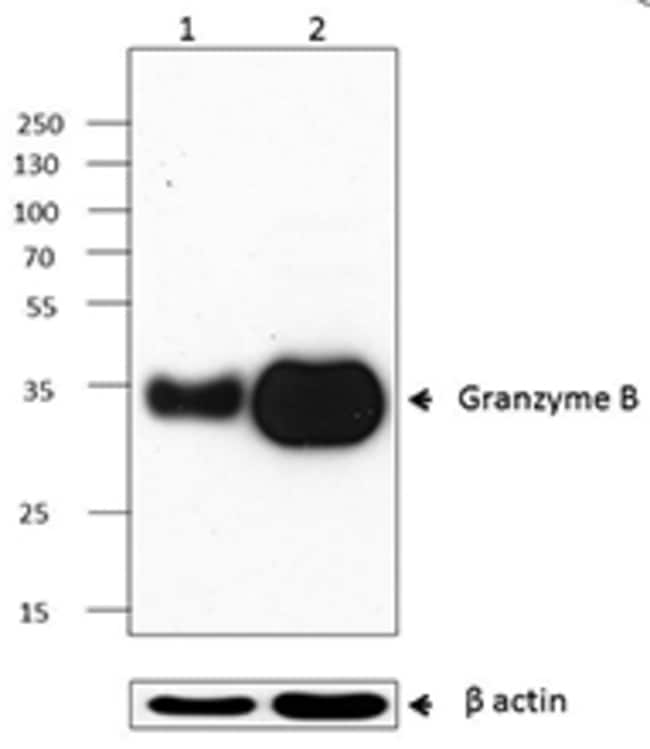 Biolegend Purified anti-Granzyme B, Quantity: Each of 1 | Fisher Scientific