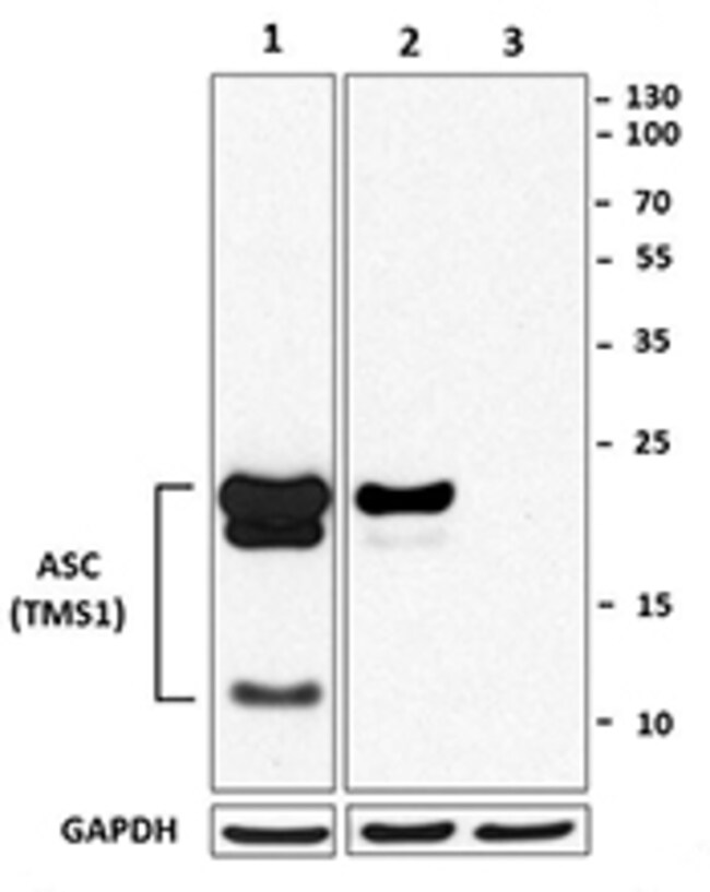Biolegend Purified anti-ASC, Quantity: Each of 1 | Fisher Scientific