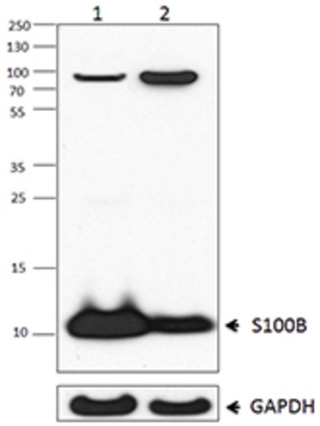 Biolegend Purified anti-S100B, Quantity: Each of 1 | Fisher Scientific