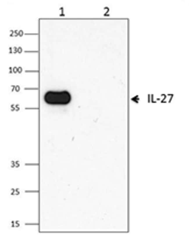 Biolegend Purified anti-IL-27 p28, Quantity: Each of 1 | Fisher Scientific