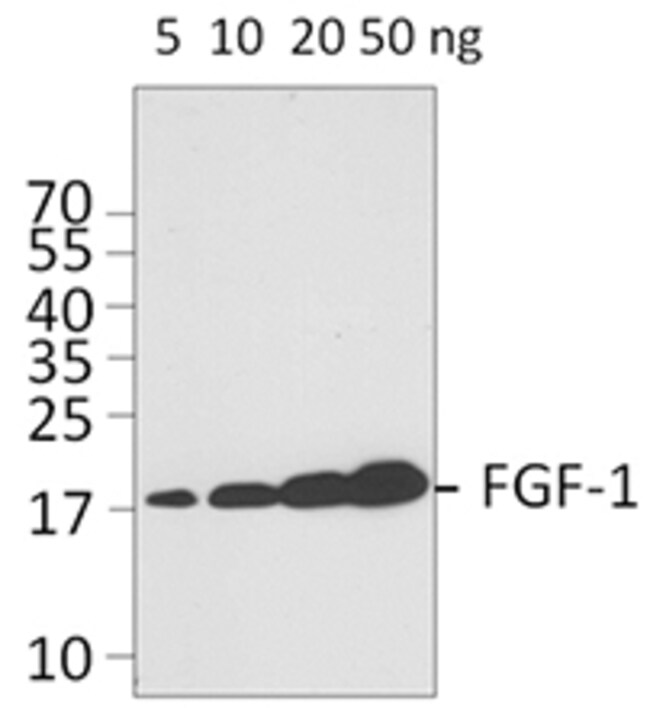 Biolegend Purified anti-FGF-1-acidic, Quantity: Each of 1 | Fisher ...