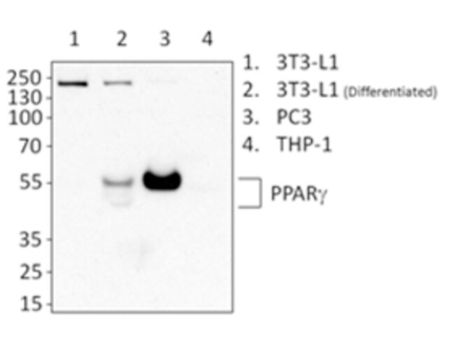 Biolegend Purified anti-PPARγ, Quantity: Each of 1 | Fisher Scientific