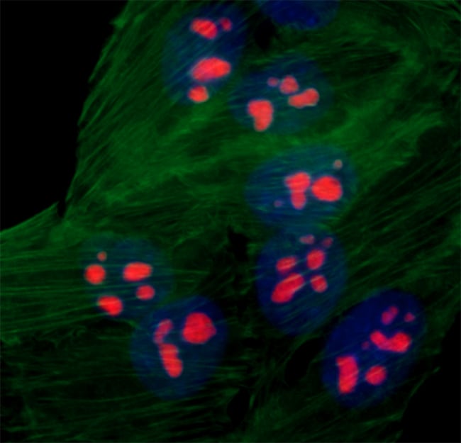 Biolegend Alexa Fluor 594 anti-Nucleophosmin, Quantity: Each of 1 ...