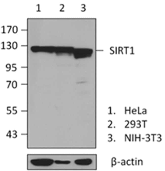 Biolegend Purified anti-SIRT1, Quantity: Each of 1 | Fisher Scientific