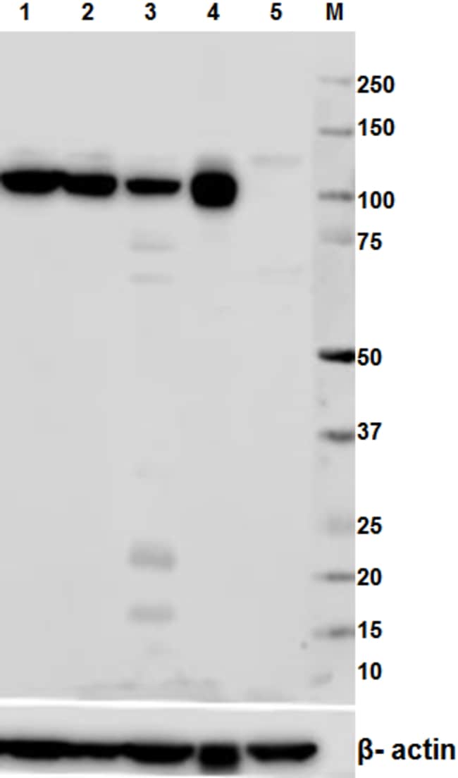 Biolegend Purified anti-Daxx, Quantity: Each of 1 | Fisher Scientific