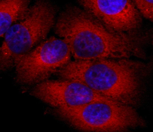 Biolegend Alexa Fluor 594 anti-eIF4E, Quantity: Each of 1 | Fisher ...