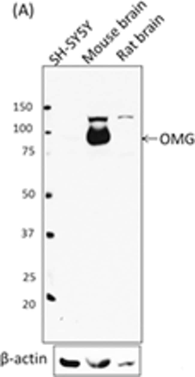 Biolegend Purified anti-Oligodendrocyte-myelin glycoprotein, Quantity ...