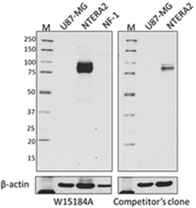 Biolegend Purified anti-DNMT3B, Quantity: Each of 1 | Fisher Scientific