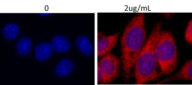 Biolegend Purified anti-MYDGF (SF20), Quantity: Each of 1 | Fisher ...