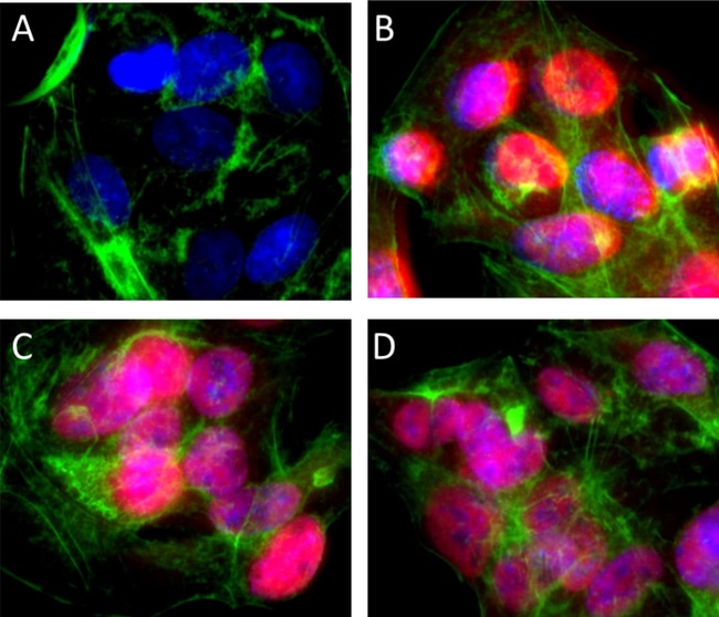 Biolegend Alexa Fluor 594 anti-Prox1, Quantity: Each of 1 | Fisher ...