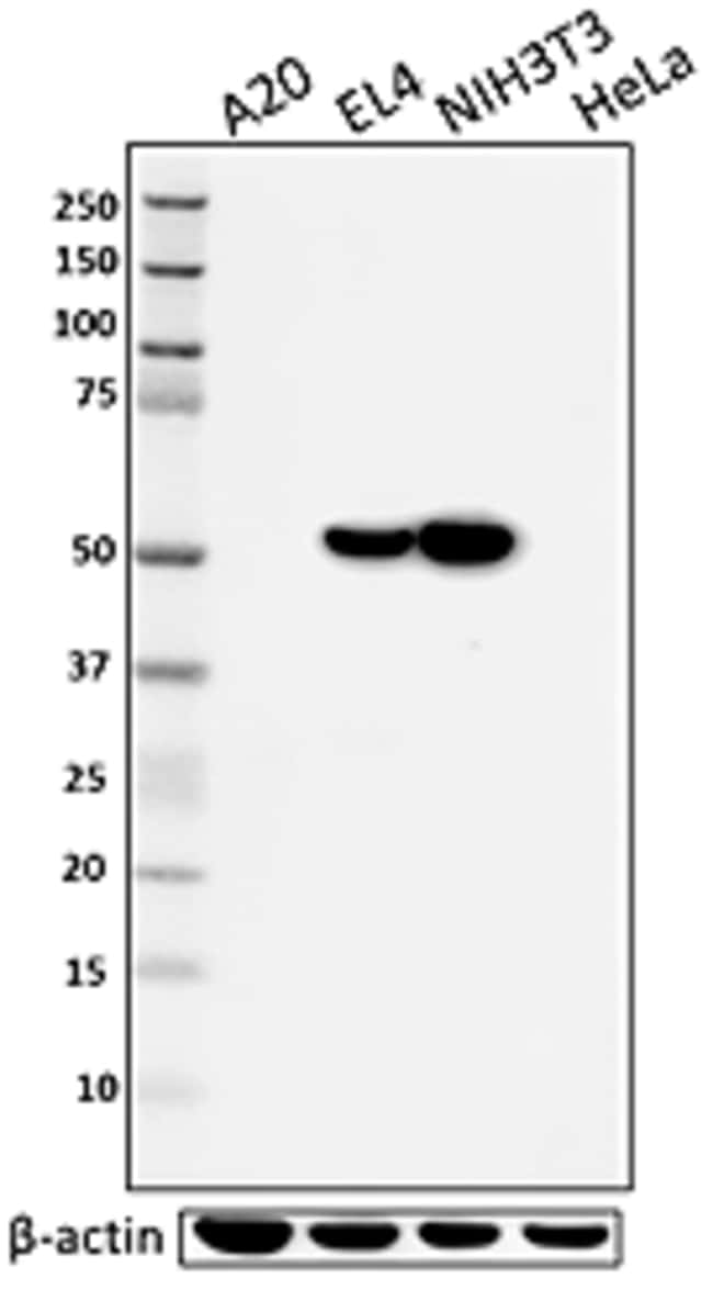 Biolegend Purified anti-Vimentin, Quantity: Each of 1 | Fisher Scientific