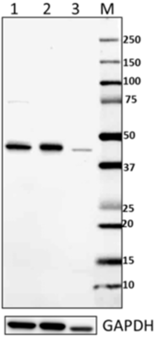 Biolegend IRF Antibody Sampler Kit, Quantity: Pack of 1 | Fisher Scientific