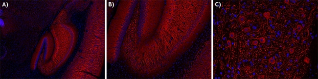 Biolegend Alexa Fluor 594 anti-MAP2, Quantity: Each of 1 | Fisher ...