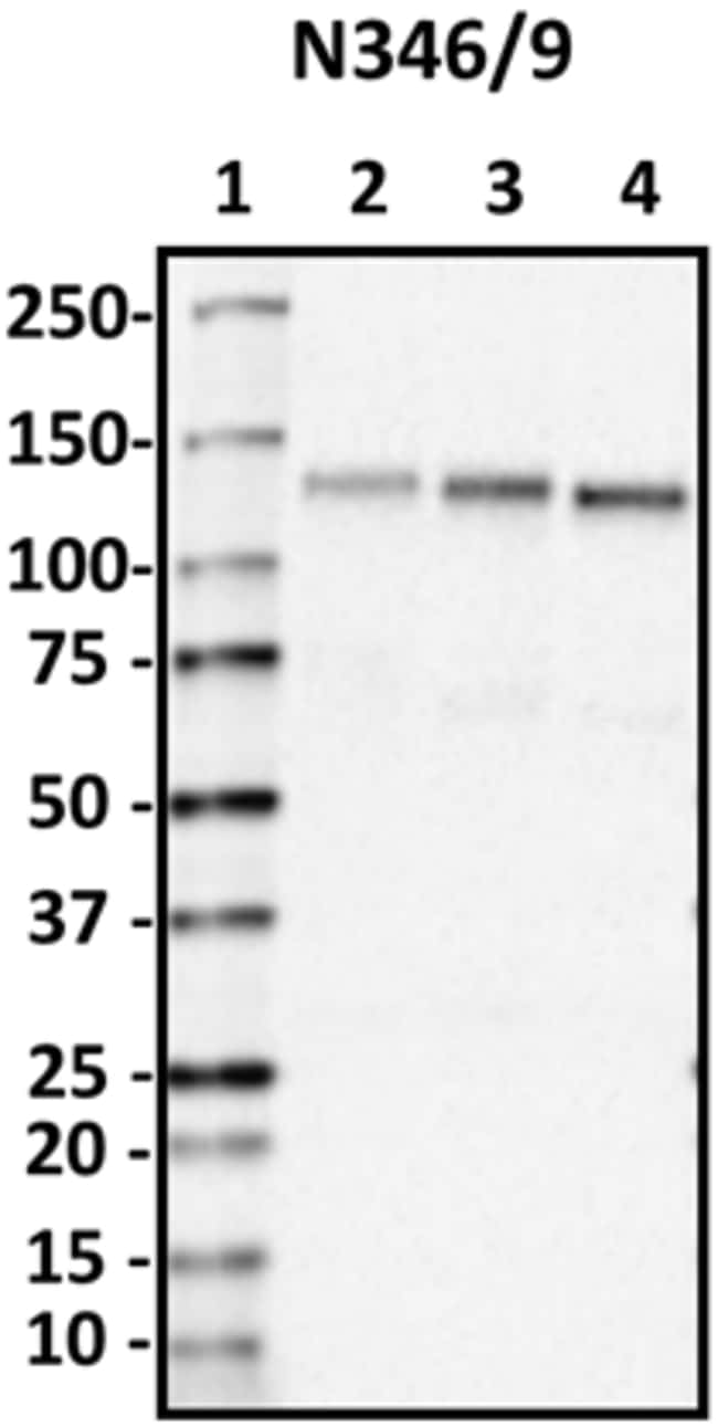 Biolegend Biotin anti-Stonin-2, Quantity: Each of 1 | Fisher Scientific