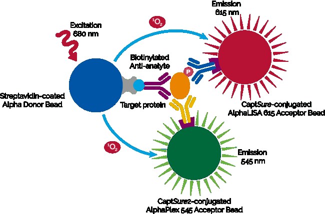 Revvity Health Sciences Inc AlphaLISA SureFire Ultra Multiplex Human ...