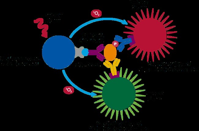 Revvity Health Sciences Inc AlphaLISA SureFire Ultra Multiplex Human ...