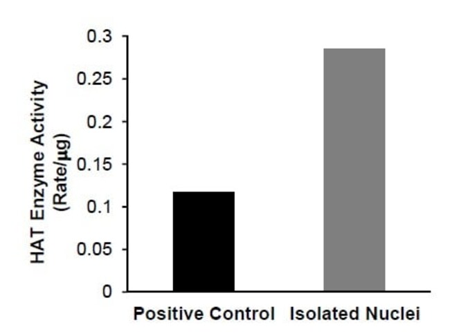 Abcam Yeast nuclei isolation kit 50test, Quantity: Each of 1 | Fisher ...