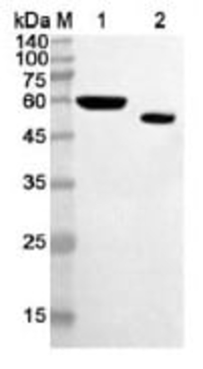 Abcam Anti-SARS Nucleocapsid Protein + SARS CoV-2 antibody 100ug ...