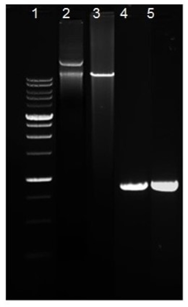 Abcam Mitochondrial DNA Purification Kit 25test, Quantity: Each of 1 ...