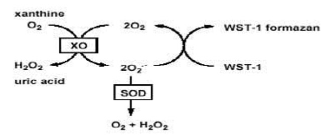 Abcam Superoxide Dismutase Activity Assay Kit (Colorimetric) 2000test ...
