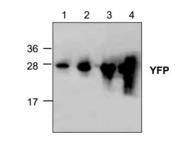 Abcam Anti-Yellow fluorescent protein antibody 100ug | Fisher Scientific