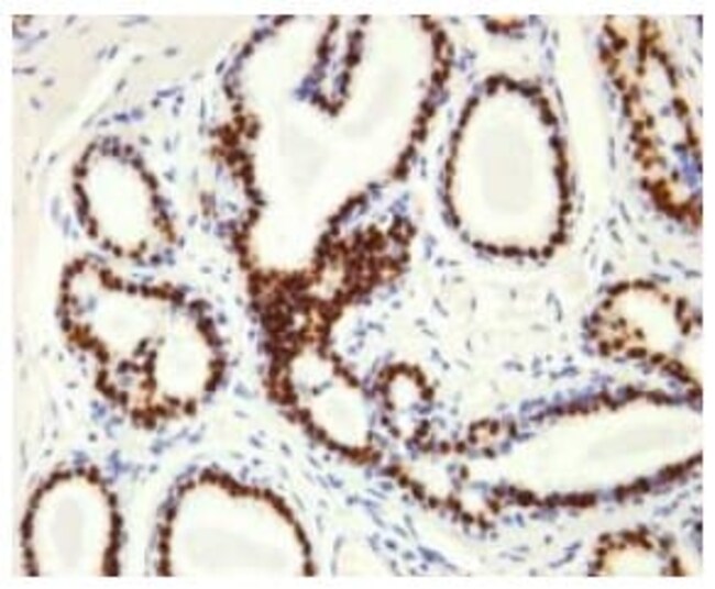 Abcam Ready-to-use IHC Kit 50test, Quantity: Each of 1 | Fisher Scientific